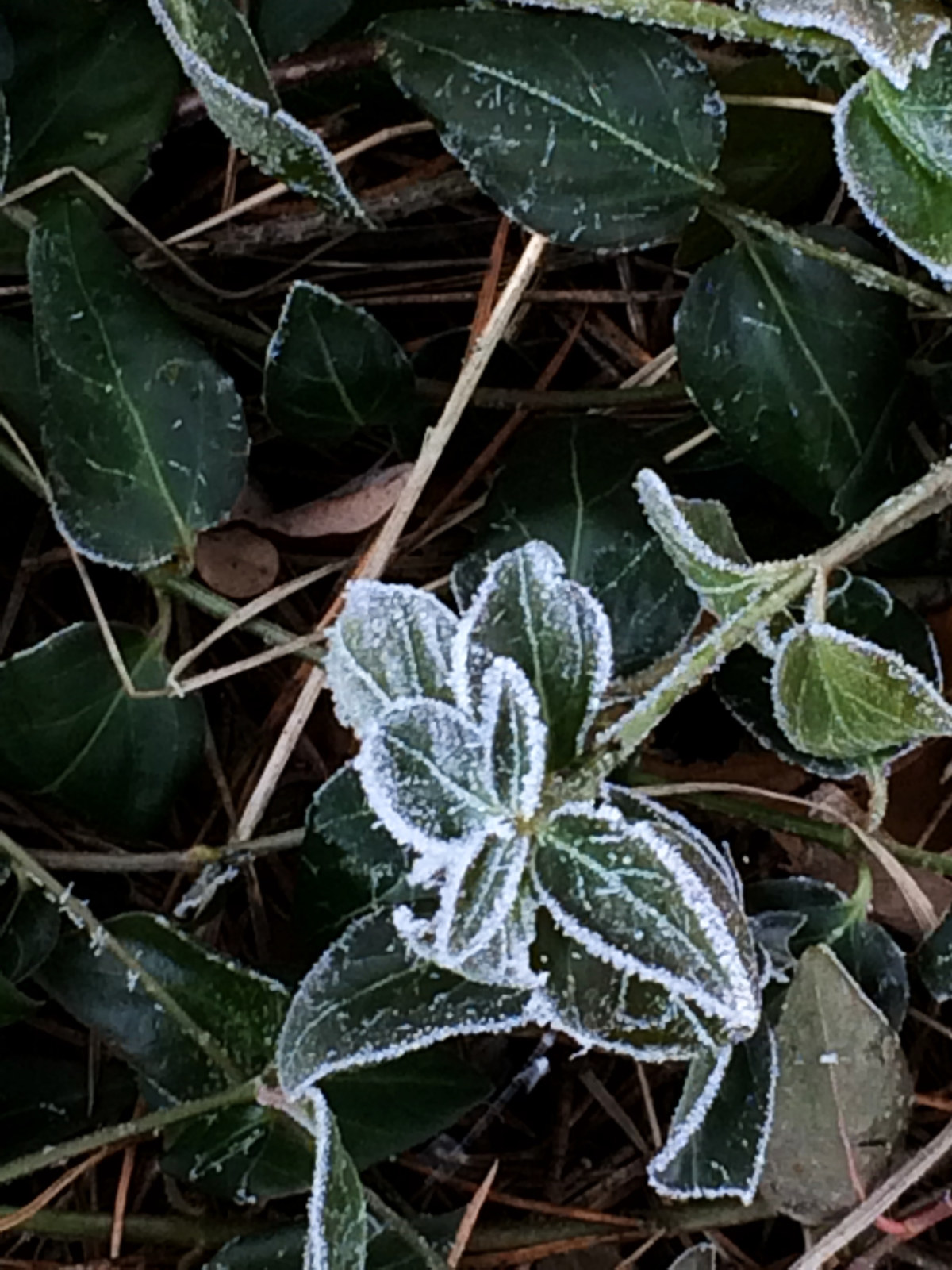 Youkali - ganz.kultur